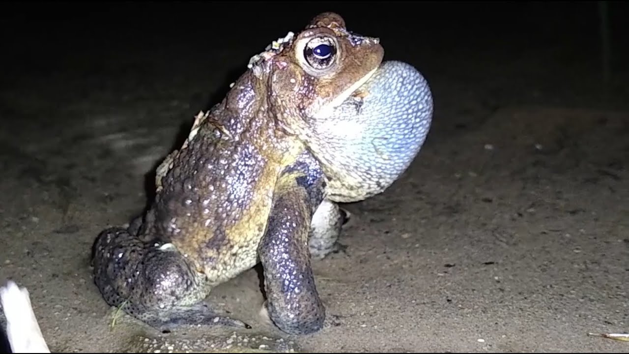 American Toad mating calls (Anaxyrus americanus) - Herpetology | Revival By Nature