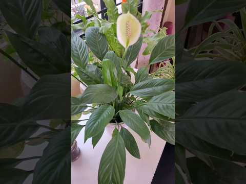 Secrets to Thriving Peace Lily Indoors #plantcare