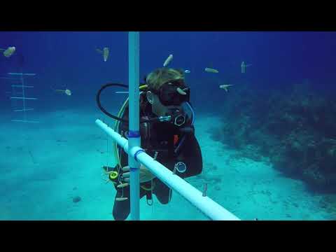 Eco-Friendly Luxury Resort opens own Coral Nursery