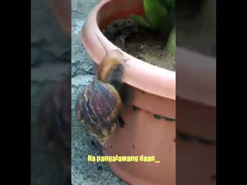 When Your Life is Moving Like a Snail...(Tagalog )