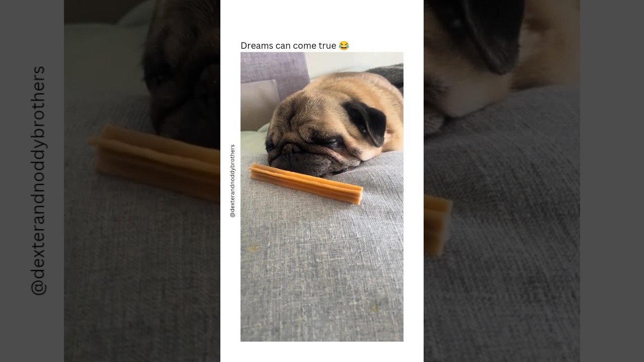 Ok. I want a pug now (via: @dexterandnoddybrothers/tt)