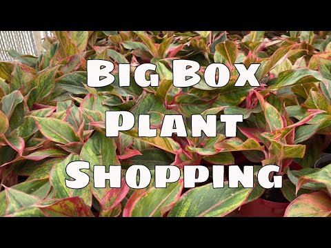 Lowes Tropical House Plant Shopping Costa Farms Trending Tropicals Indoor Outdoor Plants
