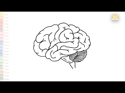 Human brain drawing very easy | Anatomy sketches | How to draw A Brain step by step | #artjanag