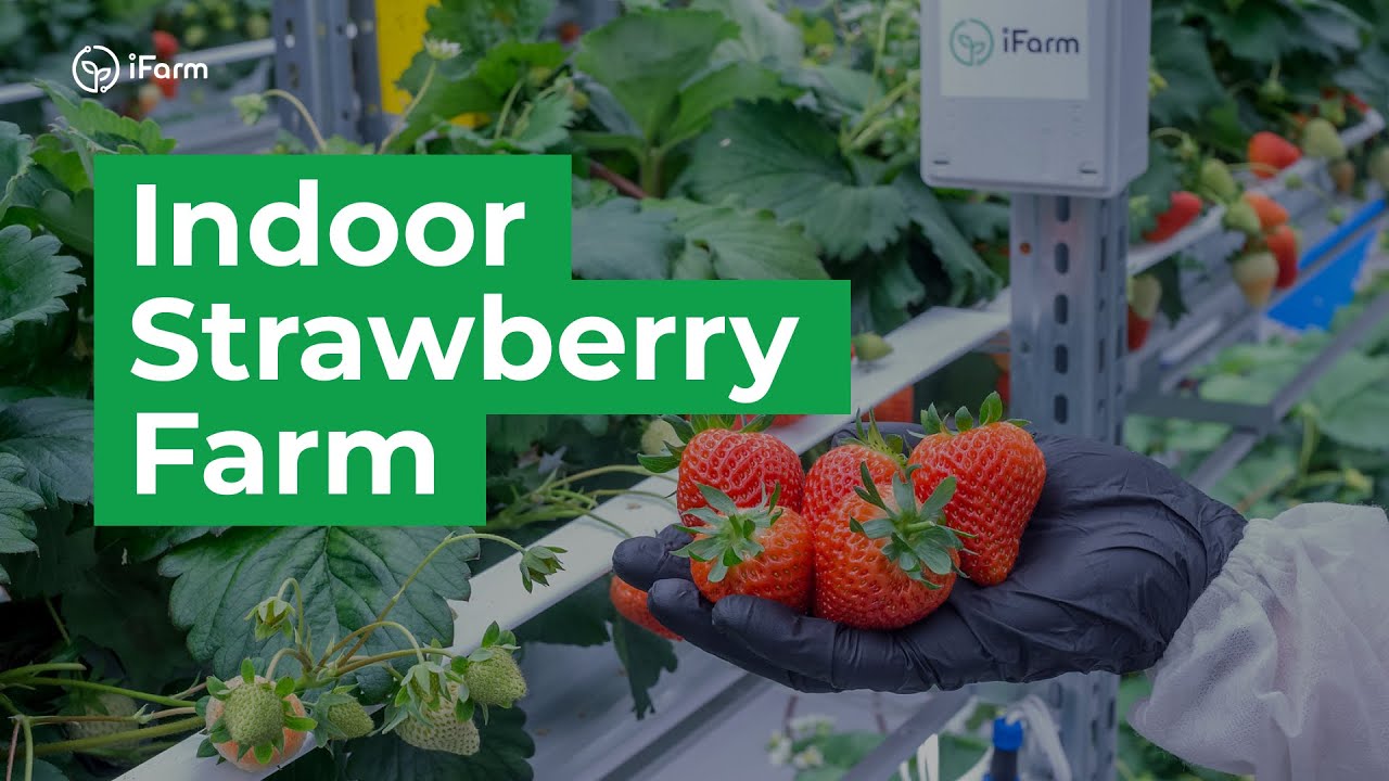 iFarm corporation | F6S