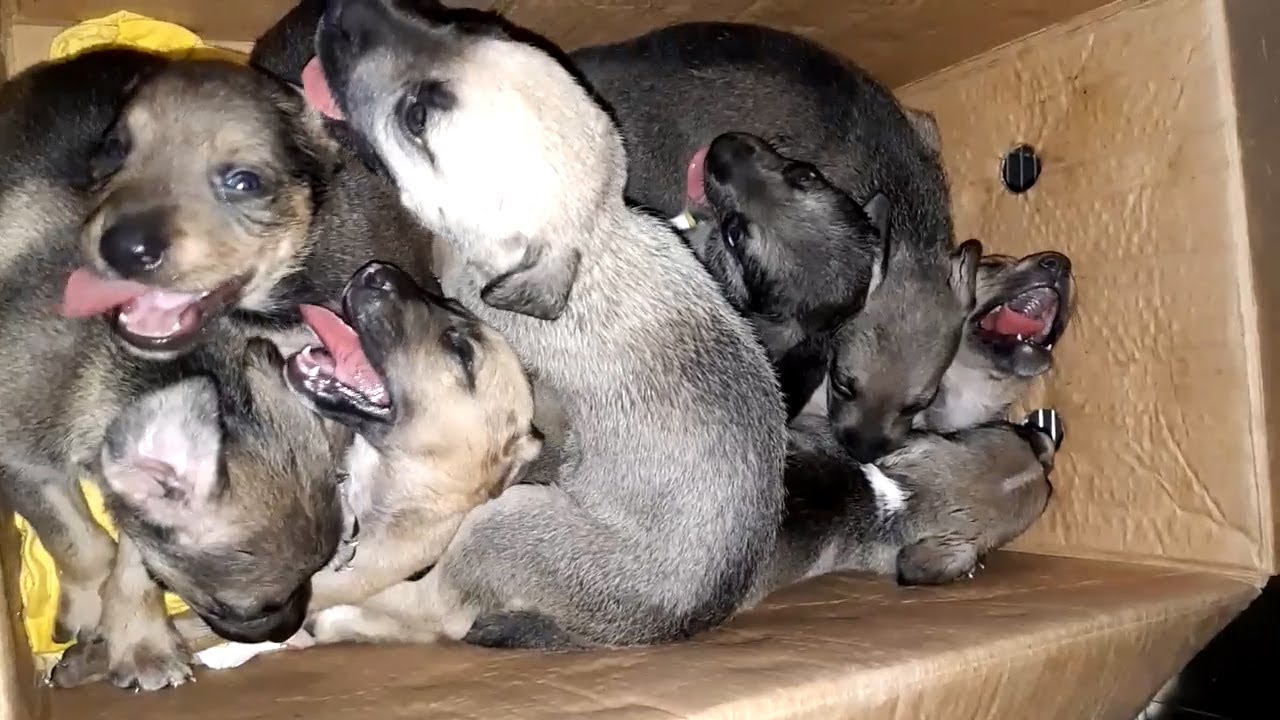 8 Abandoned Puppies in a Trash Can Given Another Shot at Life – Puppy ...