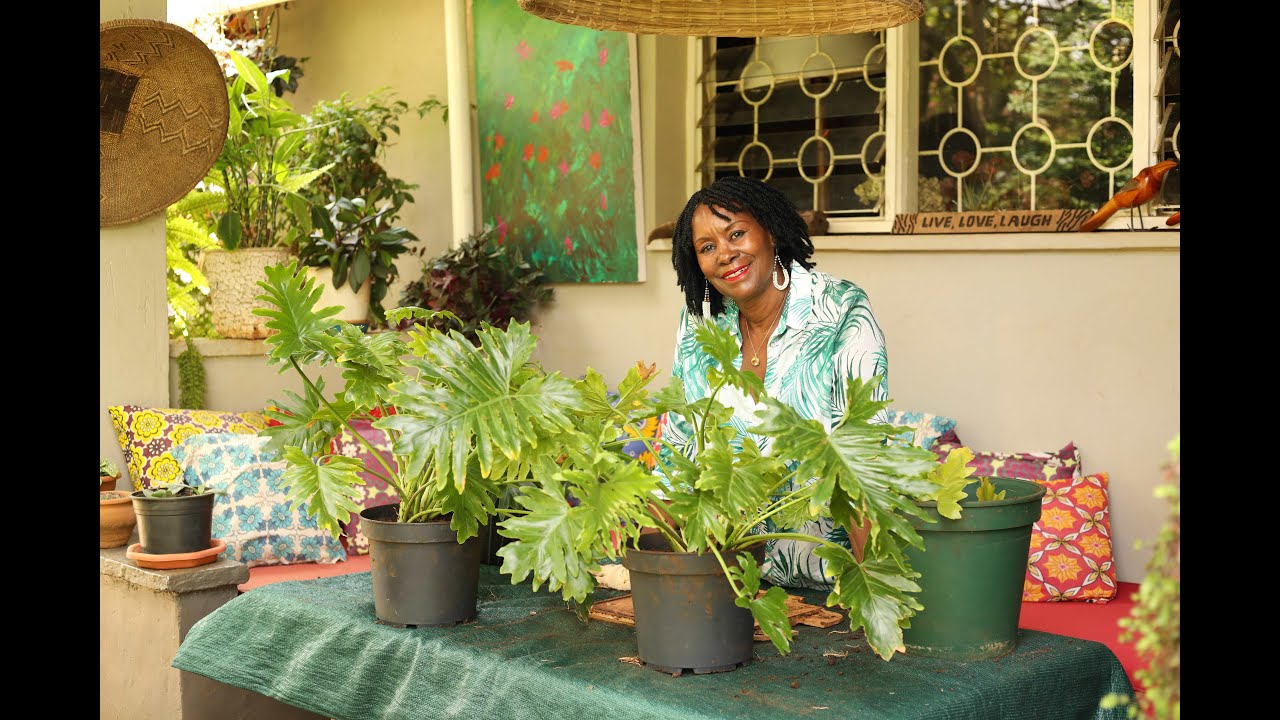 How to Divide a Split Leaf Philodendron 🌱 | Easy Propagation Guide