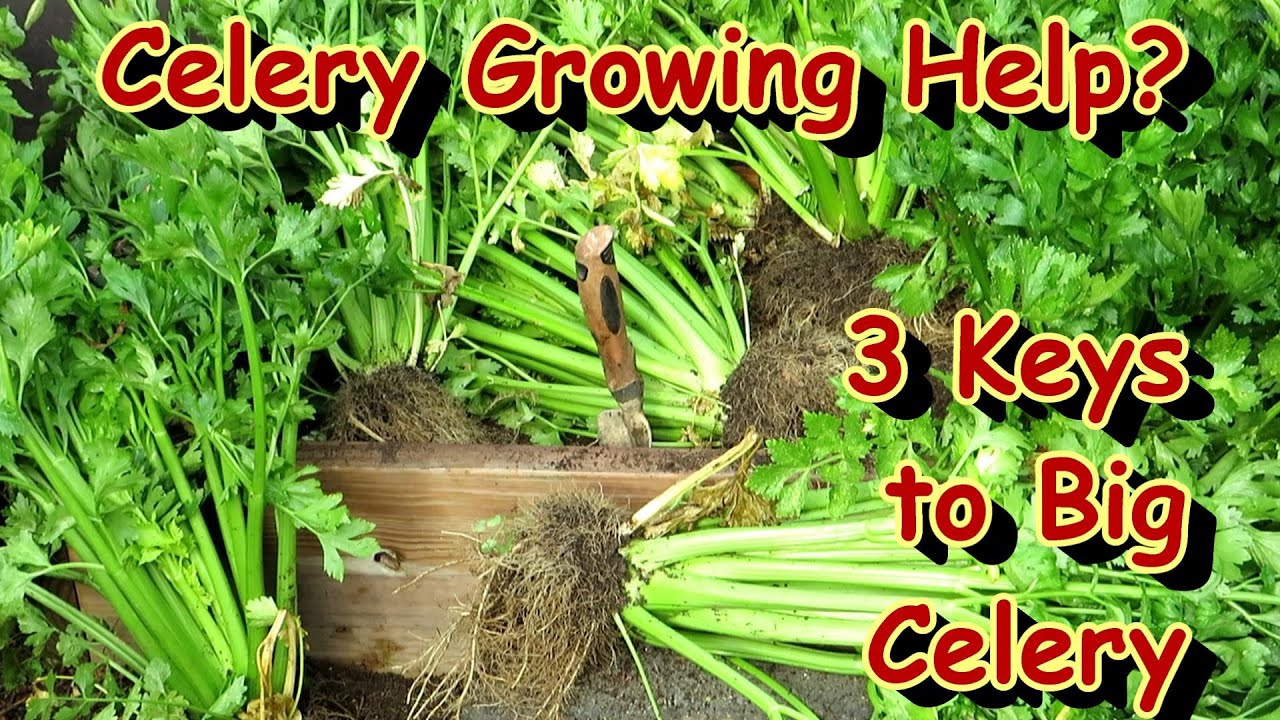 How to Plant Celery - 3 Keys to Success, Preparing the Soil Organically & How to Seed Start Them!