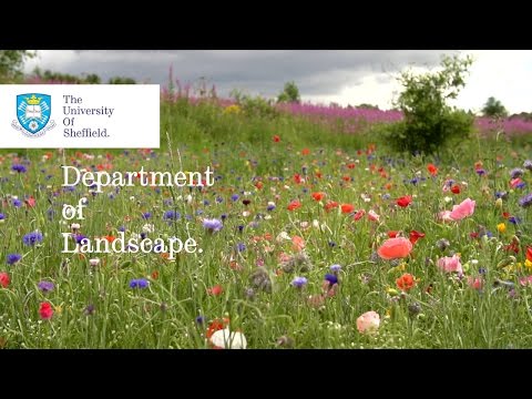 The Department of Landscape