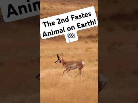 Pronghorns: Second Fastest Land Animal! #wildlife #explore #animals
