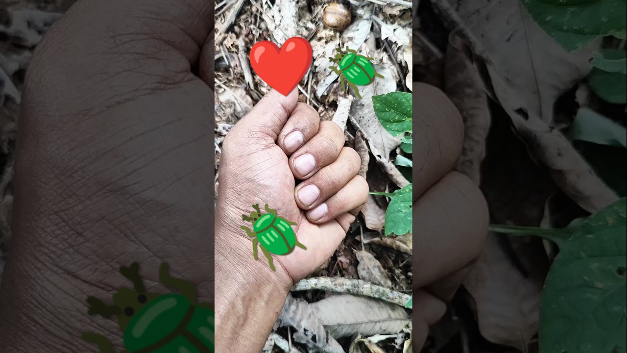 rare!! SUPER green jewel beetle from ASIA #anyuniqueanimals #viralinsect #beautifulinsects #beetle