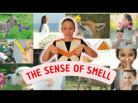Learn The Five Human Senses: The Sense Of Smell | Bloguers.net