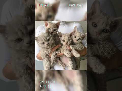 Curly Haired kitties ππ innocent ππ
