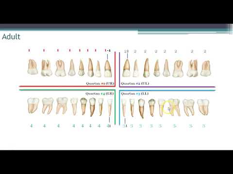 World Dental Federation (FDI) Charting System