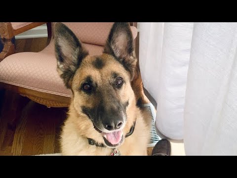 Dog for adoption - Shay Belle the Easy Going Love Bug, a German ...