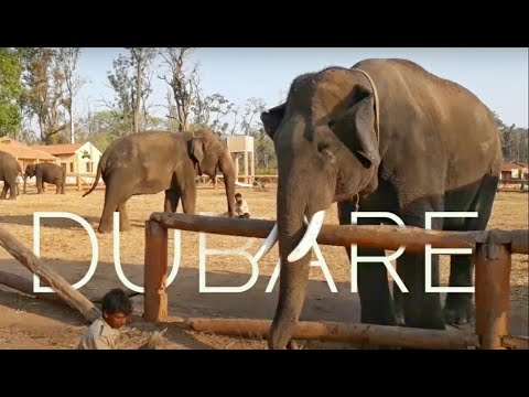 Dubare Elephant Camp | Elephant | Coorg Day 3 | Madikeri to Nisargadhama Kushalnagar |Bike Ride