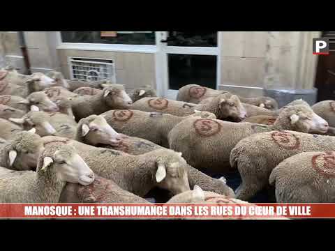 Manosque : une transhumance dans les rues du cœur de ville