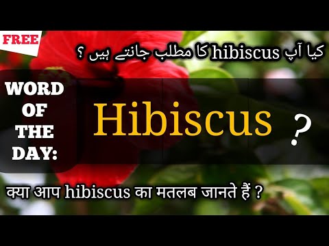 Hibiscus meaning in HIND/URDU | Hibiscus ka matlab | Flowers vocabulary | Hibiscus flower | Noun | 🌺