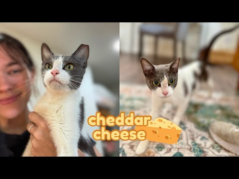 Cat for adoption - Cheddar Cheese, a Domestic Short Hair Mix in Austin ...