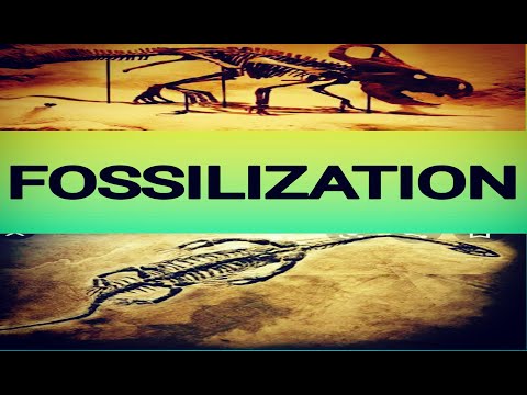 What is a fossil !!types of fossils!!Fossilization in Hindi