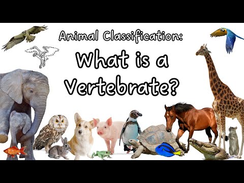 What is a Vertebrate? Animal Classification | Kids Science Lesson | Characteristics of Vertebrates