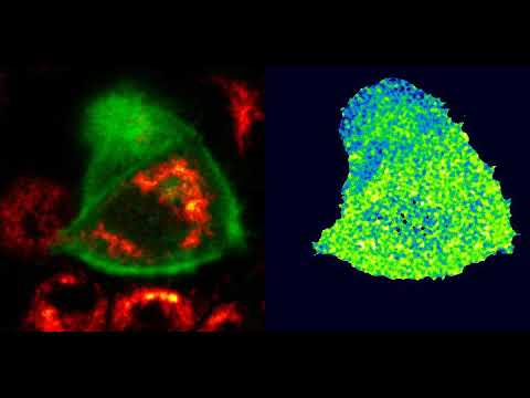 Mitochondria Let Loose