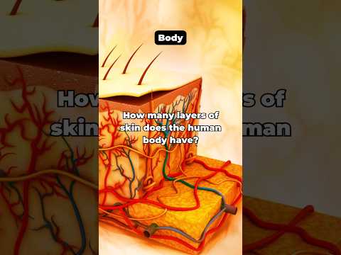 How many layers of skin does the human body have?