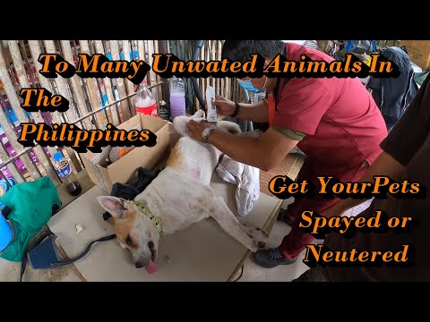 THE PHILIPPINES HAS TO MANY UNWANTED ANIMALS - GET YOUR PETS SPAYED OR NEUTERED