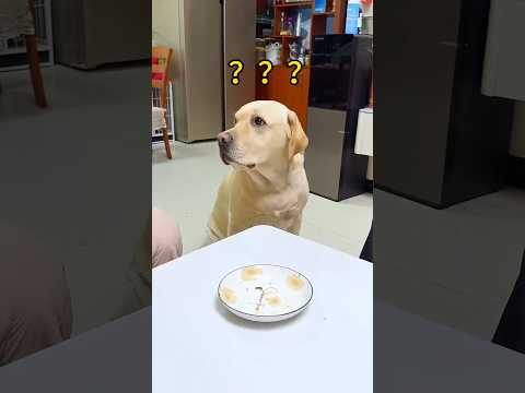 so cute and very intelligent Labrador puppy ❤️#cute #shorts #doglover 🙏