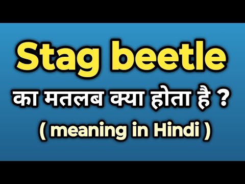 Stag beetle Meaning in Hindi || Stag beetle Ka Kya Matlab Hota Hai | Words Tube