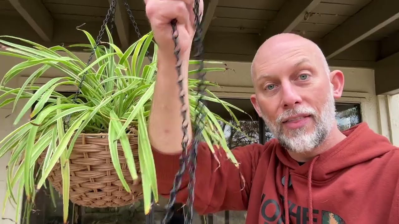 These may be the BEST Hanging Basket Chains we've ever owned! (No Tangles)