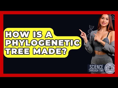 How Is A Phylogenetic Tree Made? - Science Through Time