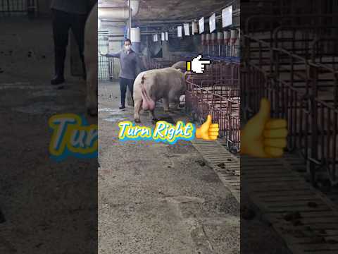 Turn right ok๐ #pigsisbeautiful #pig #piggy #farm #piglet #farming#video #animals#pigging#subscribe