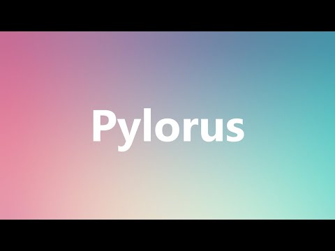 Pylorus - Medical Definition and Pronunciation