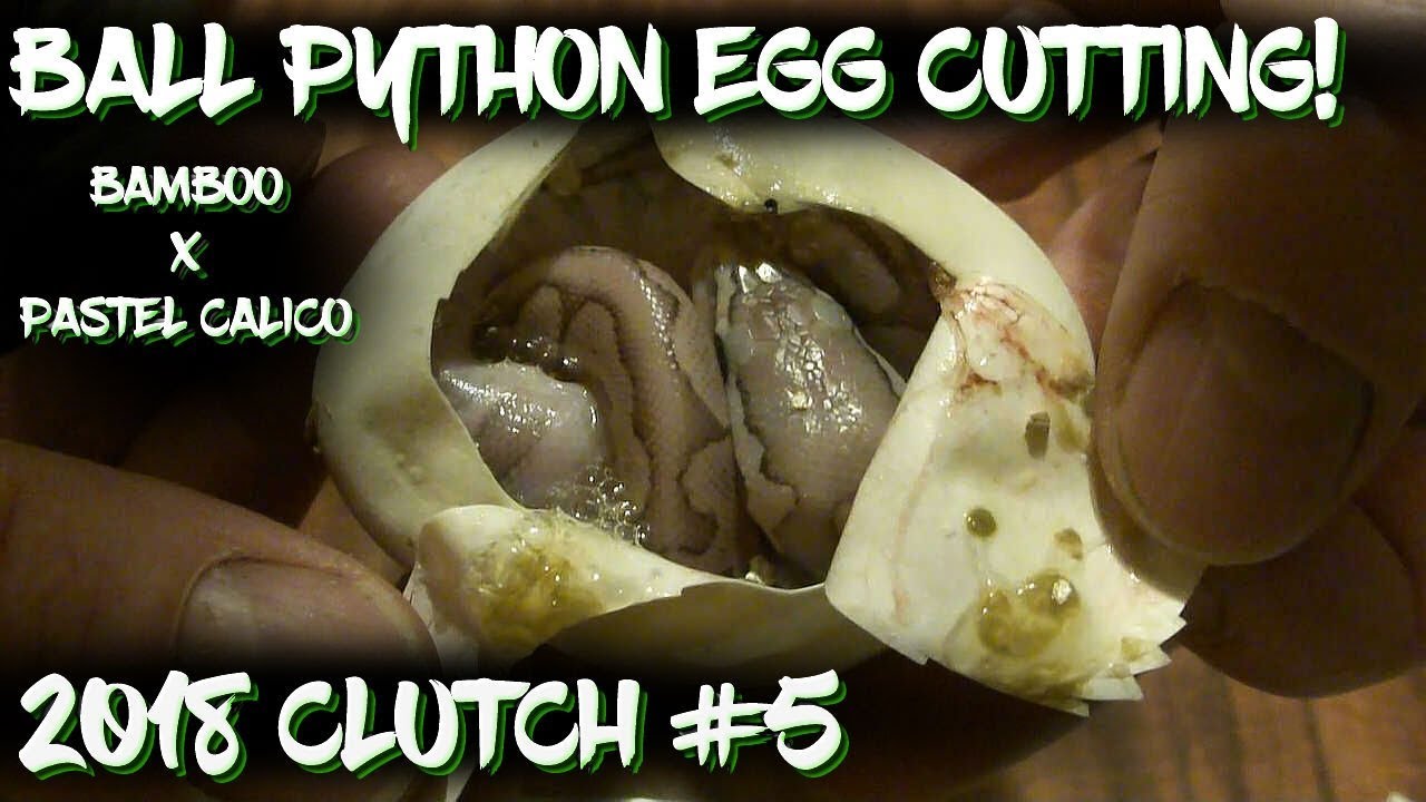 Ball python egg cutting - 2018 clutch #5
