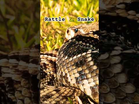 Why the a Rattle Snake Rattles #wildlife #snake #animals #wildlifeeducation #nature