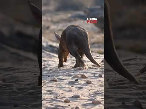 Aardvark 😍||Ant eater കളെ പോലെ മറ്റൊരു ജീവി #malayalam #facts #animals #shorts #aardvark