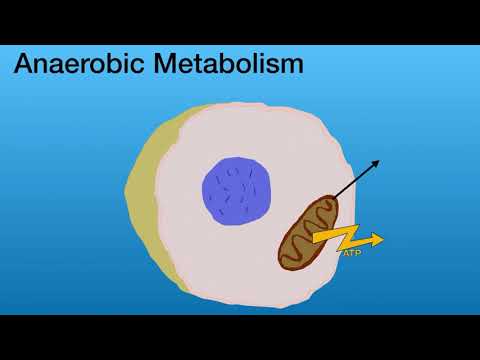 Aerobic vs Anaerobic Metabolism for EMTs