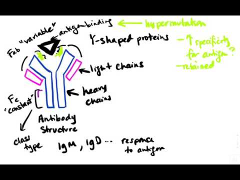 Antibody structure - brief tutorial