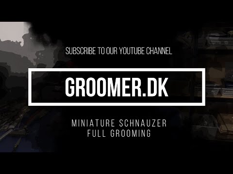 Full grooming - Miniature Schnauzer by GROOMER.DK