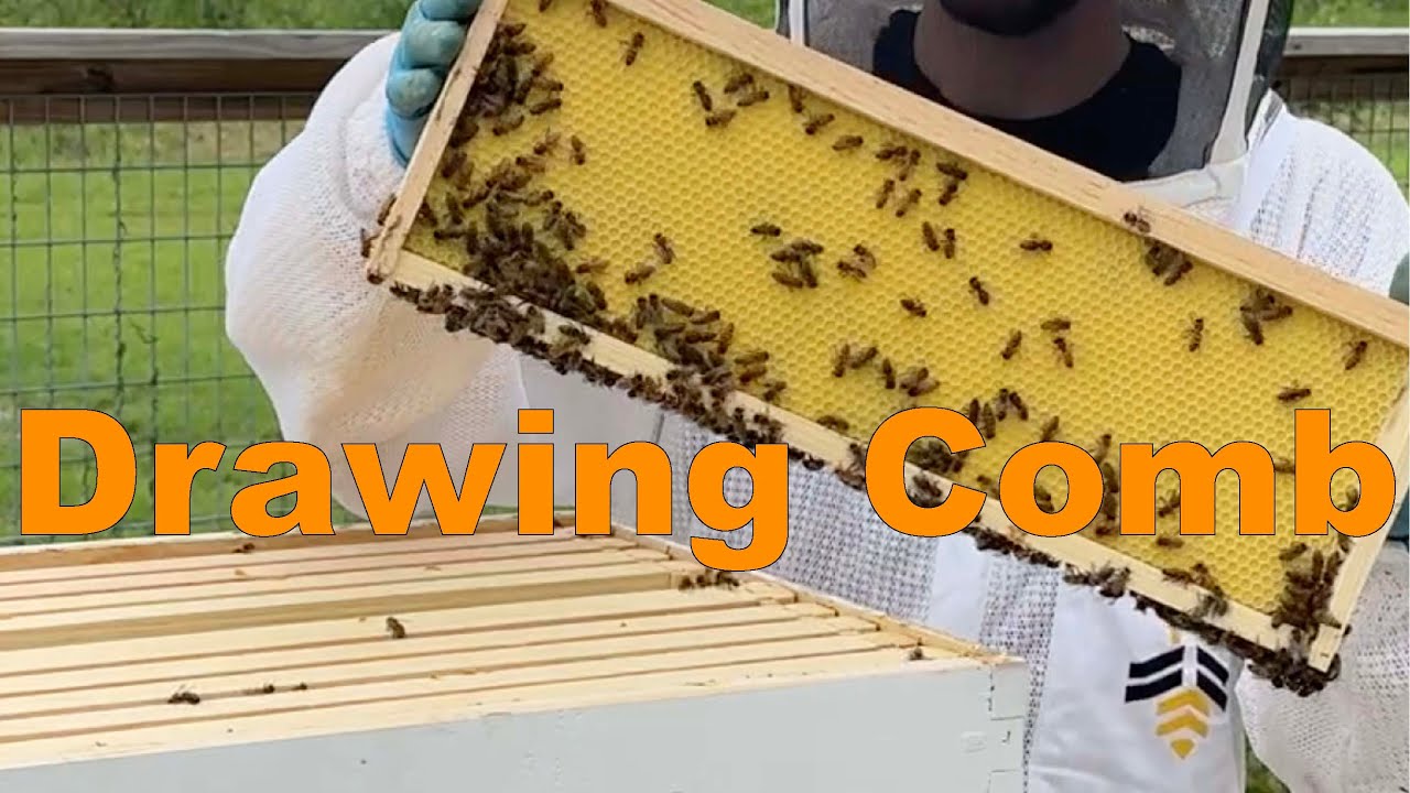 BEEKEEPING: Tips & Tricks for Drawing Comb
