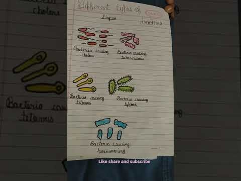 shapes of different types of bacteria