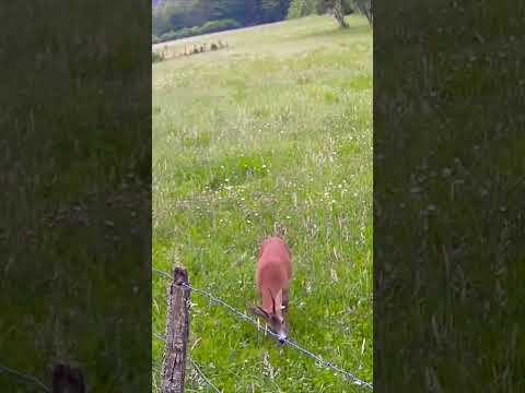Roe buck eating grass #forest #wildlife #deer #roedeer