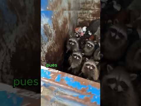 Descubren a club de mapaches | Dato Curioso