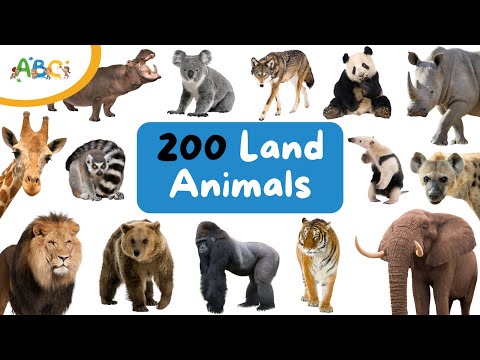 200 Land Animals for Kids | Learn Animal Names | Types of Animals for Kids | Wild Animals Name