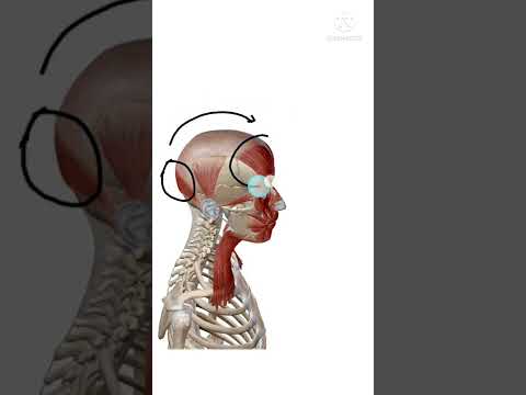occipitofrontalis/origin/insertion/nerve supply.
