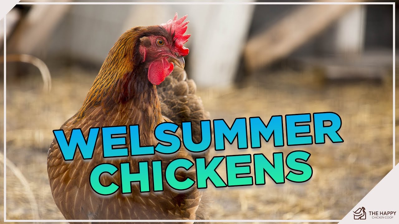 All About Welsummer Chickens