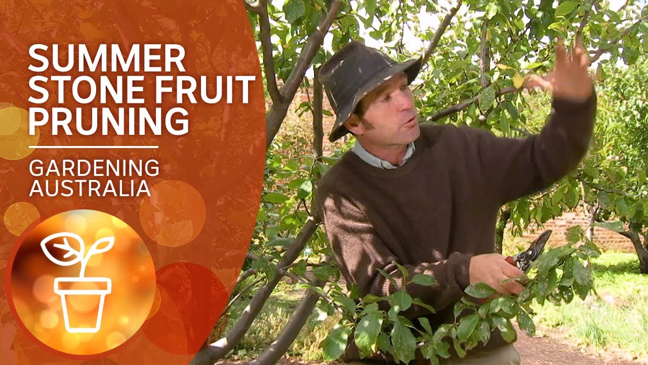 How to prune stone fruit trees in summer