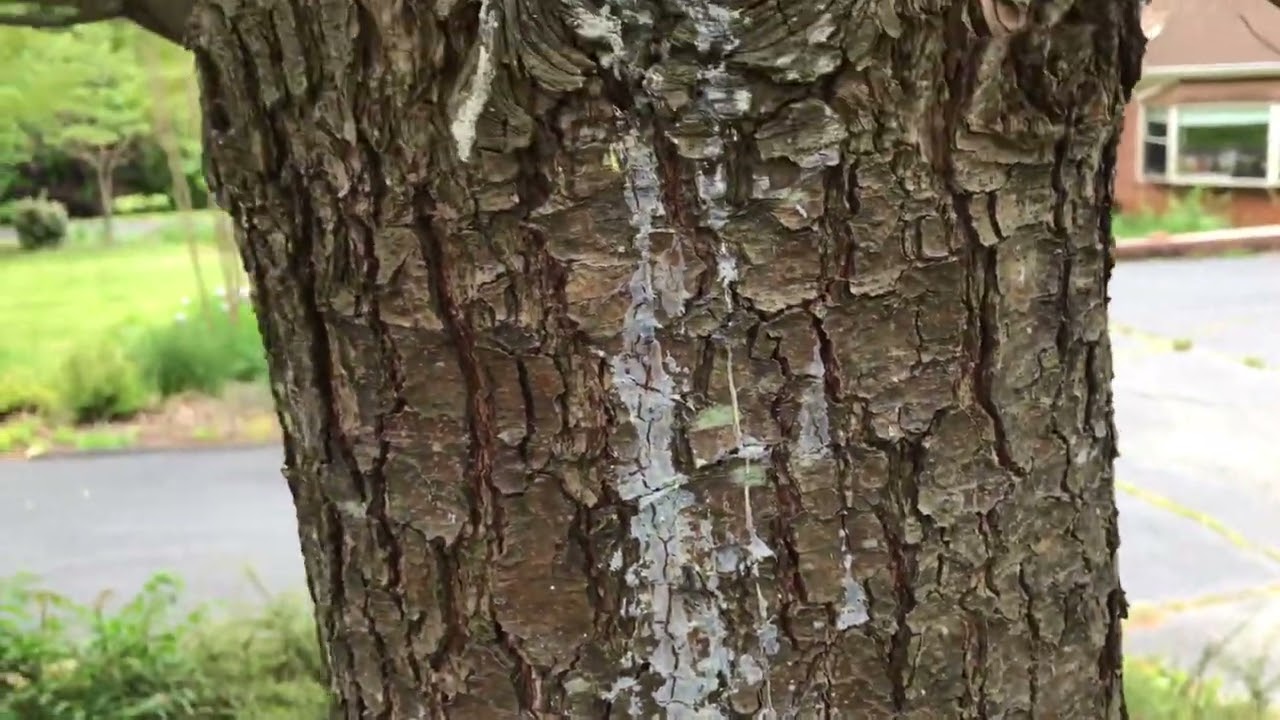 Common Tree Pruning Mistakes To Avoid