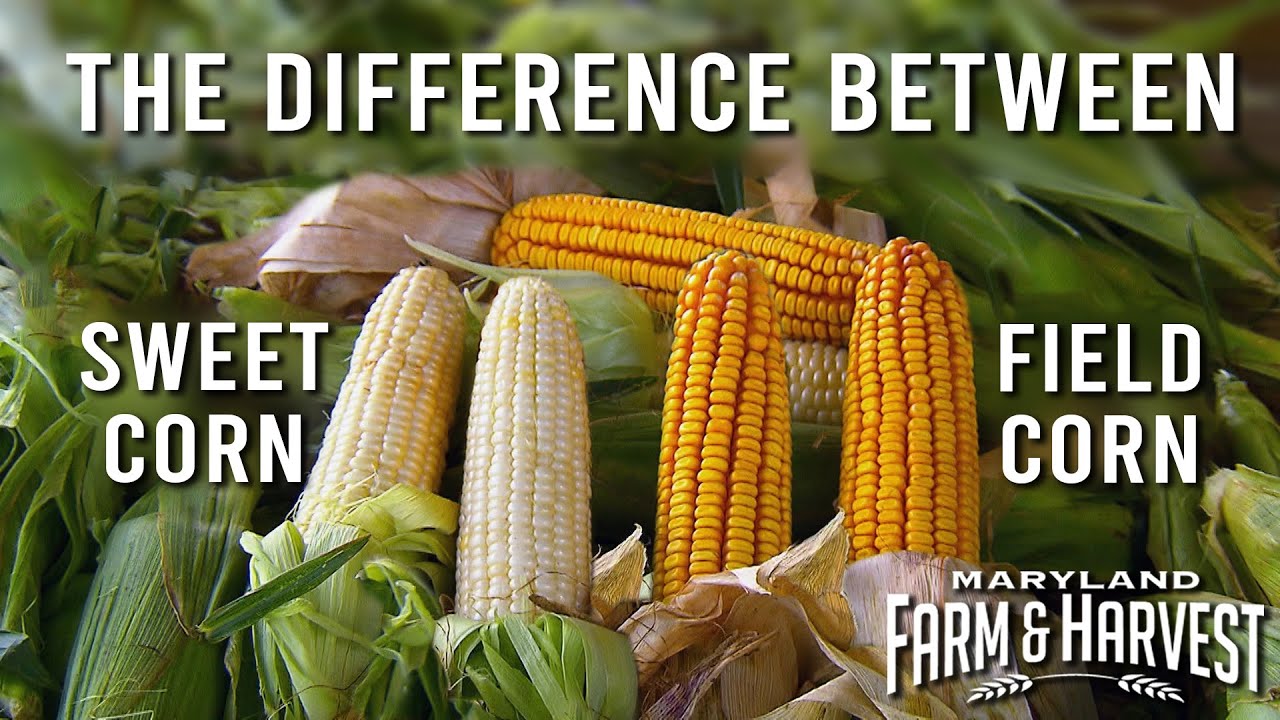 The Difference Between SWEET Corn & FIELD Corn | Maryland Farm & Harvest