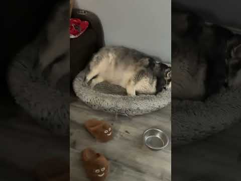 Huskies are funny #shorts #husky #snow